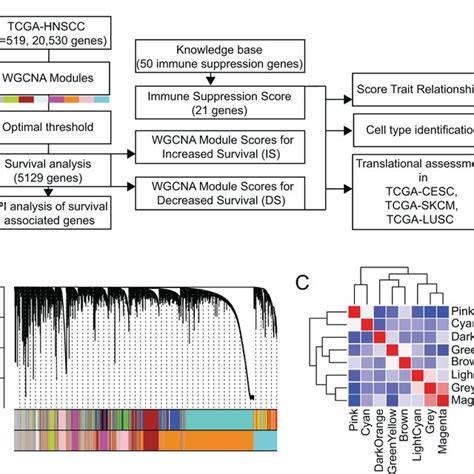 Gene Network Delineation In Hnscc A Flow Chart Describing Analysis