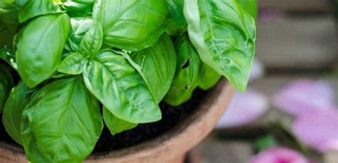 Una Lista De Hierbas Poderosas Para Sex Magick Diy Hechizo Para Dominar