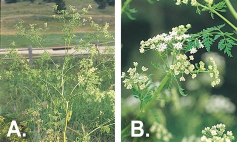 Water Hemlock Berries