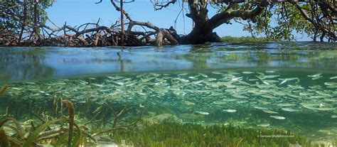 Frontiers Emerging Issues Of Environmental Concern UNEP UN Environment Programme