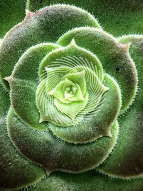 Succulent Close Up Etsy Macro Photography Nature Organic
