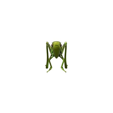 3d Grasshopper Isolated 25252080 Png