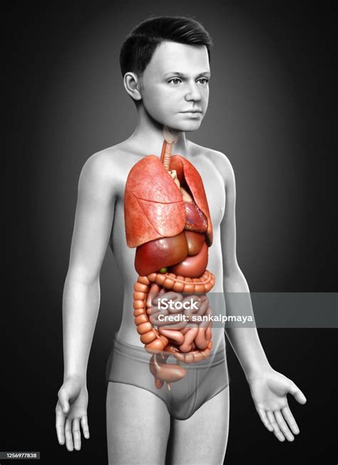 소년 내부 장기의 의학적으로 정확한 그림을 렌더링 3d 렌더링 3차원 형태에 대한 스톡 사진 및 기타 이미지 3차원 형태 건강관리와 의술 과학 Istock