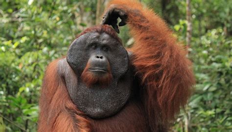 Bornean Orangutan Male