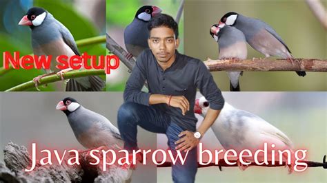 java sparrow colony breeding setup food and care youtube