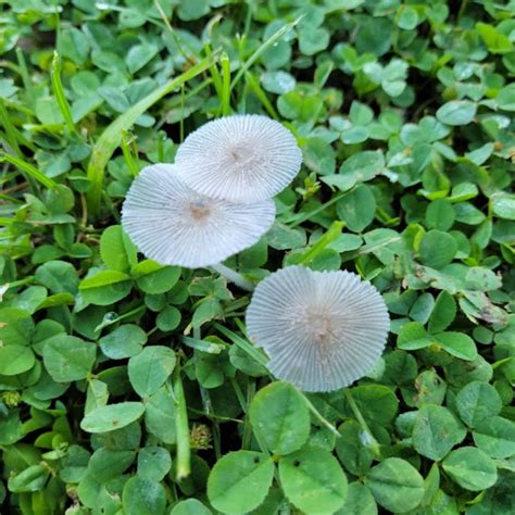Mushrooms Growing In My Vegetable Garden Fasci Garden