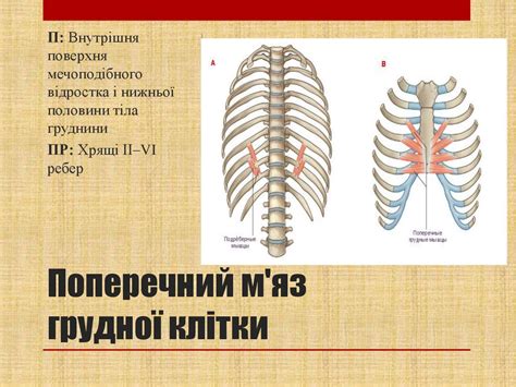 Mязи грудної клітки і живота презентация онлайн