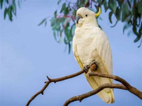 Burung Kakak Tua Cara Merawat Pakan Harga Jual Lengkap