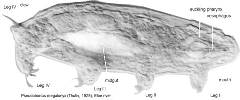 Tardigrade External Anatomy
