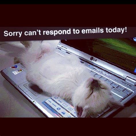 Out Of Office Kittens Funny Funny Cat Pictures Sleep Funny