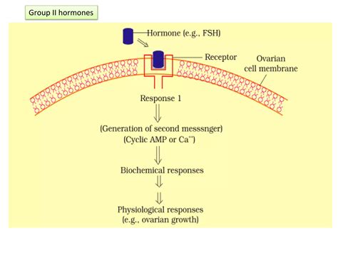Hormones And Its Classification Pdf