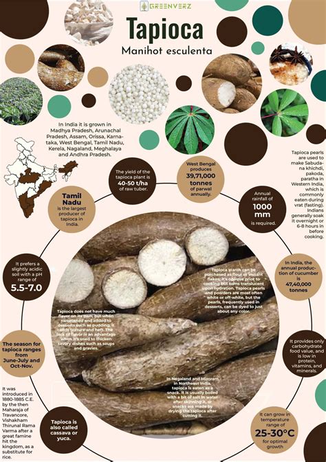 Infographics Of Tapioca Greenverz