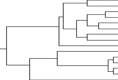 Dendrogram Based On Dna Profiles Of Naturalised Kikuyu Ecotypes Showing Download Scientific