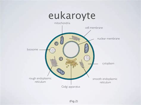 Identification Methods For Oral Microbes Pdf