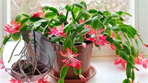 ¿cómo Propagar Una Orquídea Cactus A Partir De Tallos Abuela En La