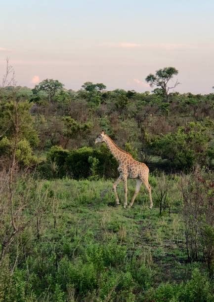 50 Hazyview District Foto Foto Stok Potret And Gambar Bebas Royalti