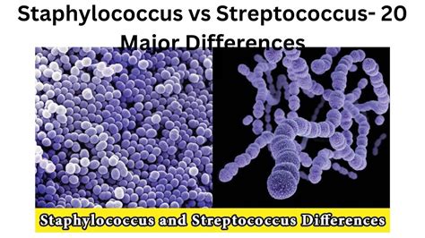 Staphylococcus Vs Streptococcus 20 Major Differences Youtube