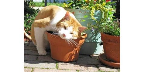 27 Cats That Are Going Totally Bonkers On Catnip Catlov