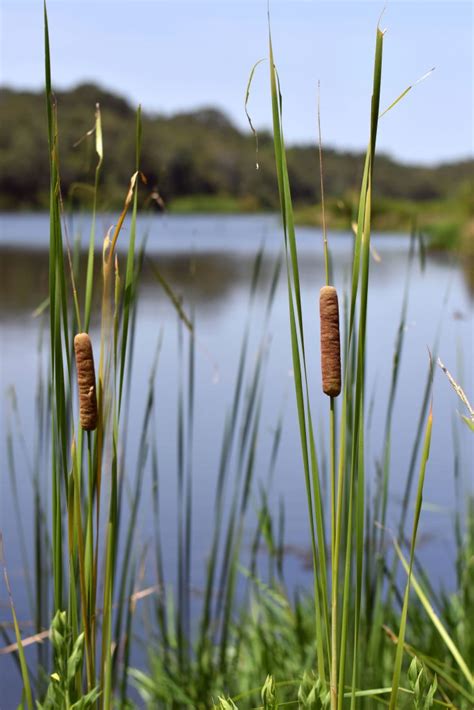 Cattail Plant