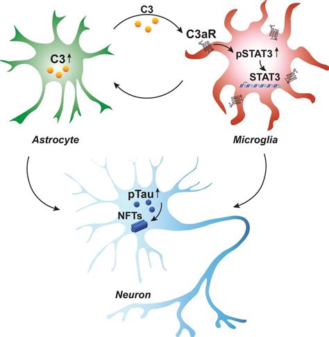 Alexandra Litvinchuk On Linkedin My Phd Work About The Impact Of The