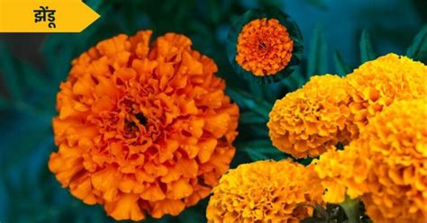 झेंडू फुलाची संपूर्ण माहिती Zendu Flower Information In Marathi