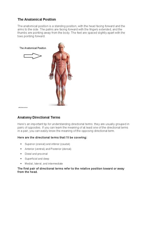 Intermediate Anatomy Position