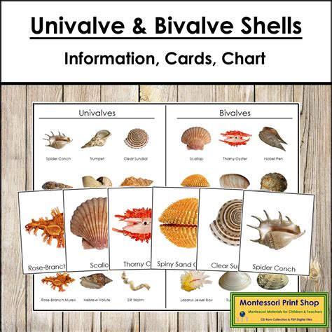 Univalve And Bivalve Shells Sorting Cards And Control Chart Made By