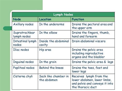 Supratrochlear Lymph Nodes