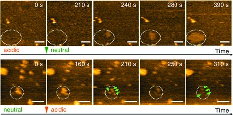 clustering dispersion dynamics captured with high speed atomic force
