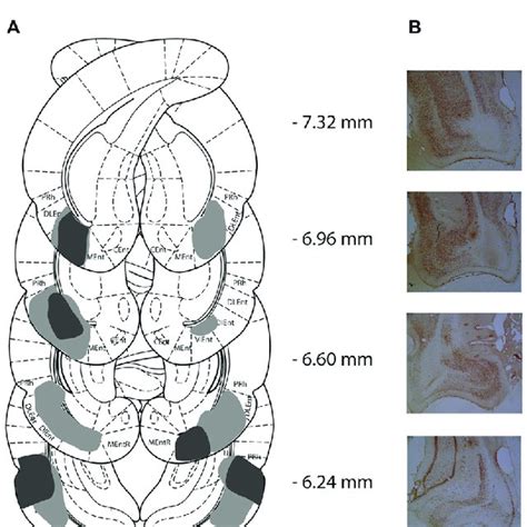 A Schematic Representation Of Lateral Entorhinal Cortex Lec Download Scientific Diagram