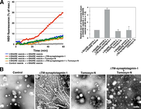 Inhibition Of Synaptotagmin 1 Functions By N Terminal Wd40 Repeats Of