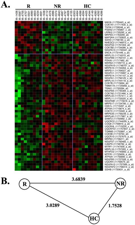 A The Heatmap Illustrates Genes Belonging To The Mitochondrial Download Scientific Diagram