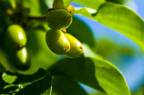따뜻한 화창한 날 밝은 아름다운 배경에 이른 봄에 지점에 큰 익지 않은 녹색 도그 우드 베리 건강한 식생활에 대한 스톡 사진 및 기타 이미지 Istock