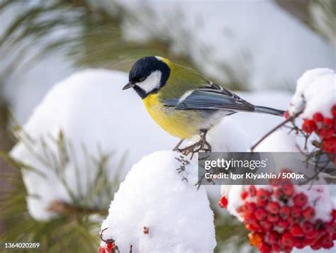 Big Tit Photo Photos And Premium High Res Pictures Getty Images