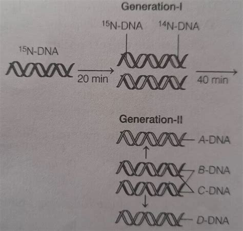 Latest Molecular Basis Of Inheritance MCQ Assertion
