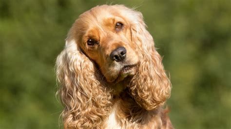 Guía Sobre El Cocker Spaniel Inglés Origen Y Características