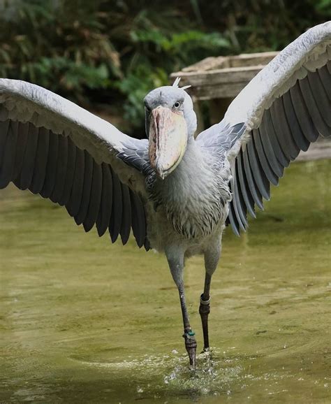 What Is Shoebill Stork Height Size And Facts Revealed Ceocolumn
