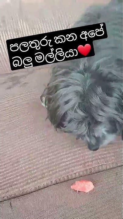 පලතුරු කන අපේ බලු මල්ලියා Youtube