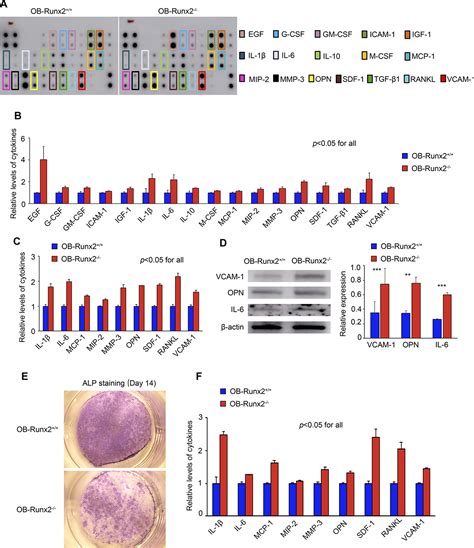 Runx2 Deficiency In Osteoblasts Promotes Myeloma Progression By