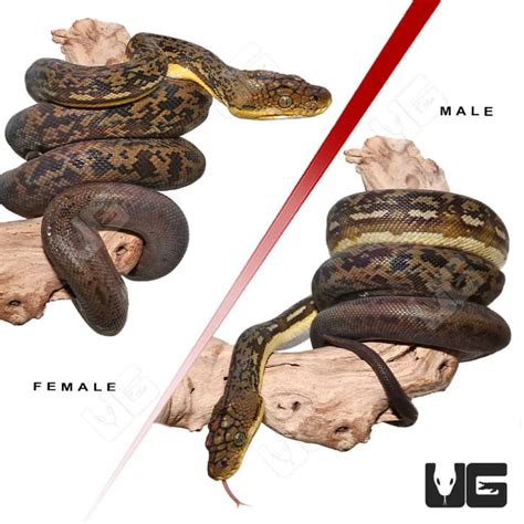 Timor Python Pair Malayopython Timoriensis For Sale Underground