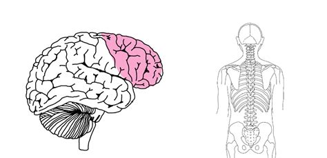 The Prefrontal Cortex Pfc Effect On The Body And Its Functions In Health And Dis Ease