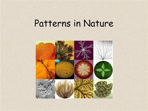 Mathematics Fibonacci Sequence And Patterns Ppt