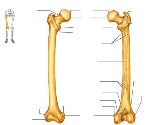Femur Labeling Diagram Quizlet