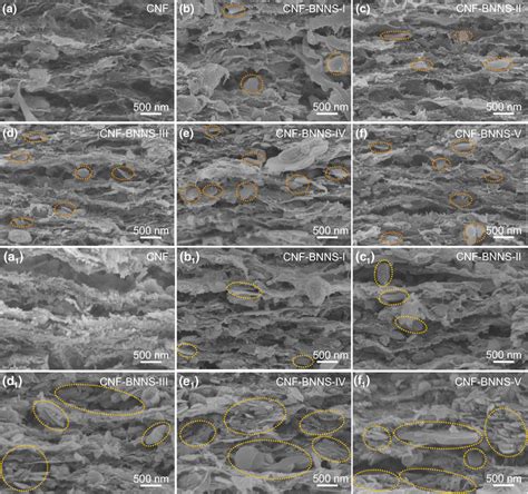 Cross Section Sem Morphologies Of Cnf And Cnf Bnns Composite Films A F