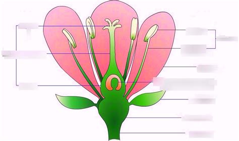 Reproduction In Plants And Flowers Diagram Quizlet Reproduction In Plants And Flowers Diagram Quizlet