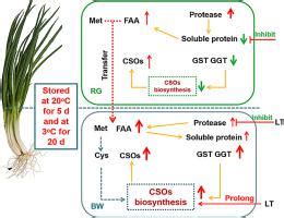采后细香葱 Allium Schoenoprasum L 不同部位的 S Alk En Ylcysteine Sulfoxides 生物