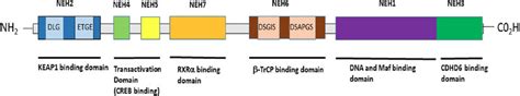 Structural And Functional Domains Of Nrf2 A Schematic Representation Download Scientific