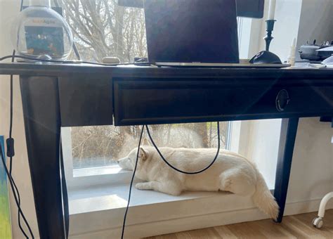 The Best Listener Never Interrupts You Unless Wanna To Play 😅 Very Empathetic Happy To Have