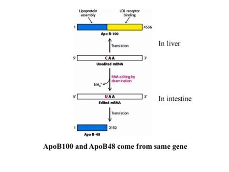 Apolipoprotein An Overview Sciencedirect Topics 59 Off