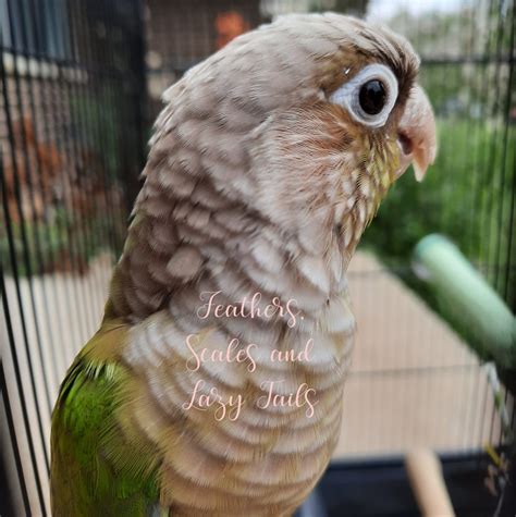 Feathers Scales And Lazy Tails